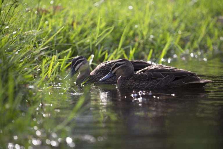 Duck season is set to open tomorrow | Gippsland Times