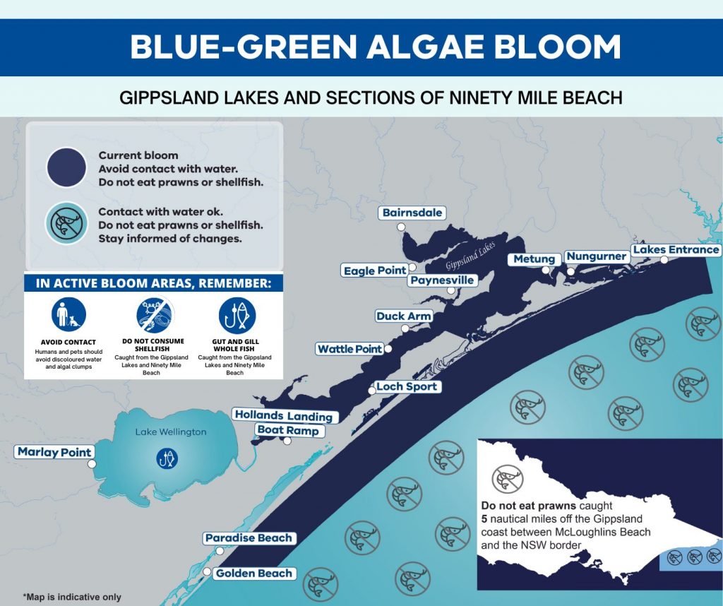 Blue green algae bloom | Gippsland Times