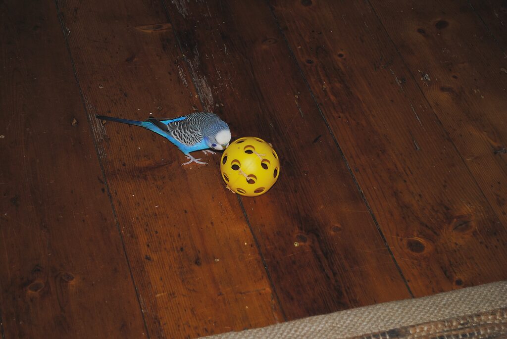 Mr Beaky's cultural smarts | Gippsland Times