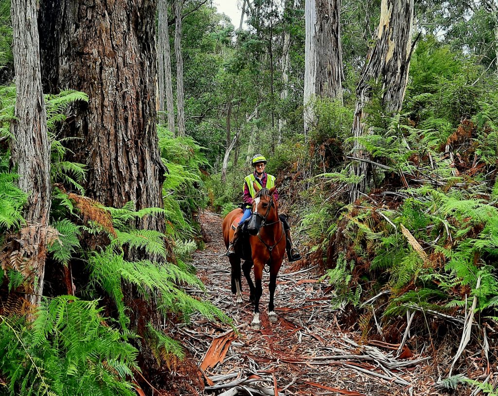 Diverse trail ride in the bush planned | Gippsland Times