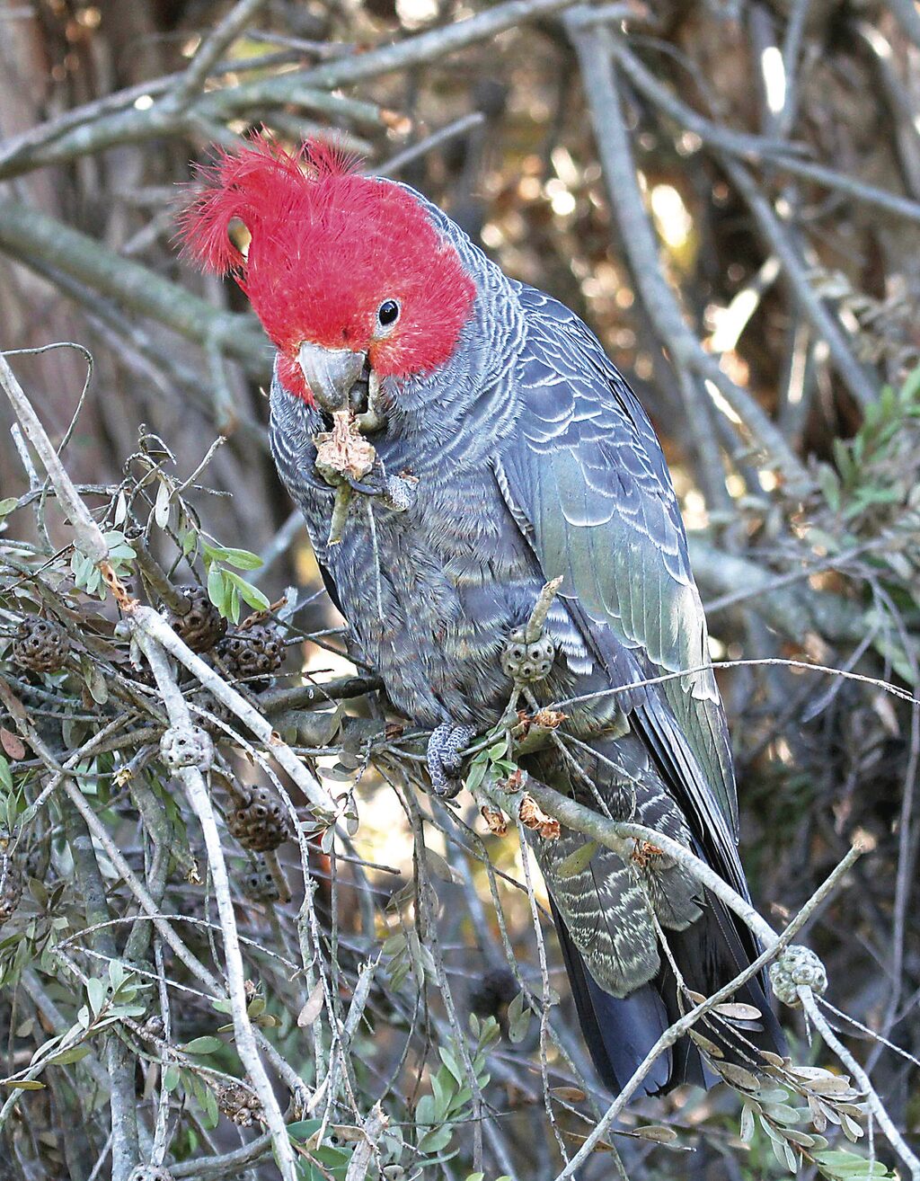 gang-gangcockatoo_79943 | Gippsland Times