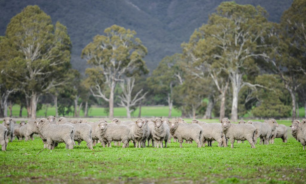 World’s first oral lice treatment for sheep | Gippsland Times