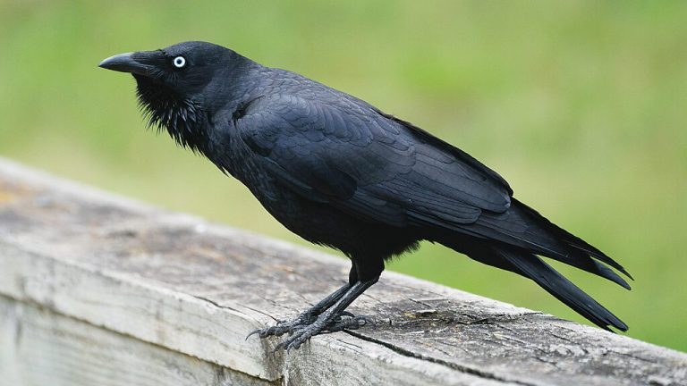 Bird of the Month - Little Raven | Gippsland Times