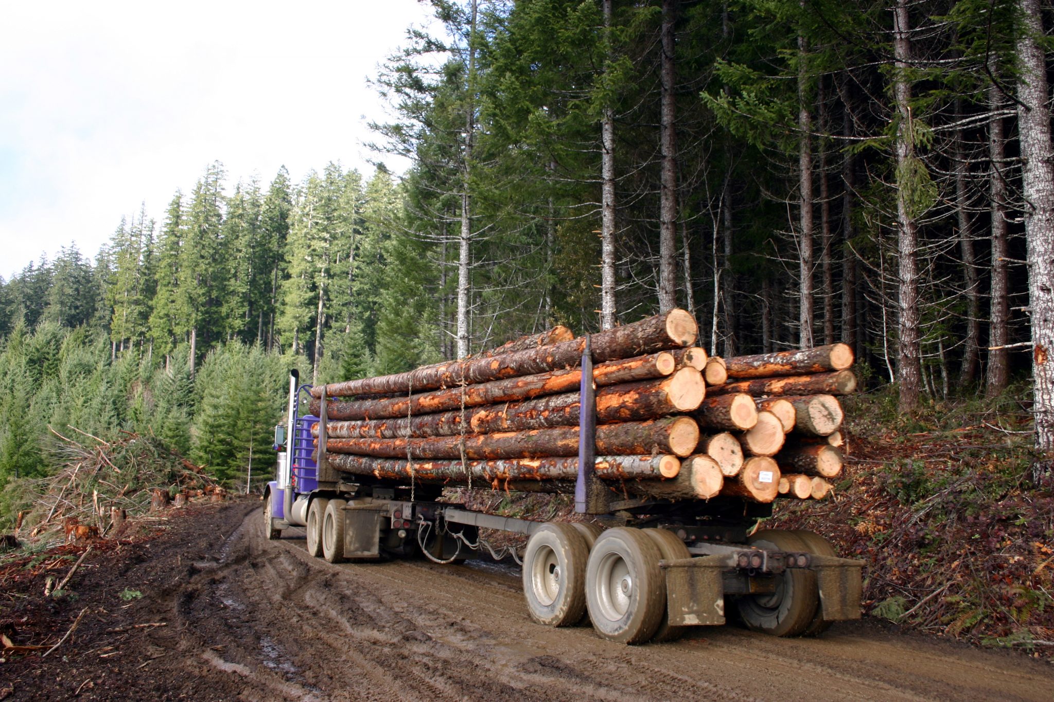 Lessons from Tasmania’s native timber industry | Gippsland Times