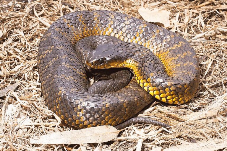 Lets talk about snake season | Gippsland Times