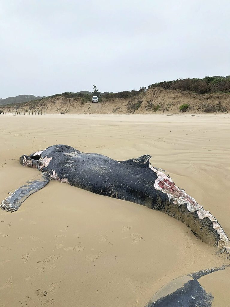Beach reopens after whale stranding | Gippsland Times