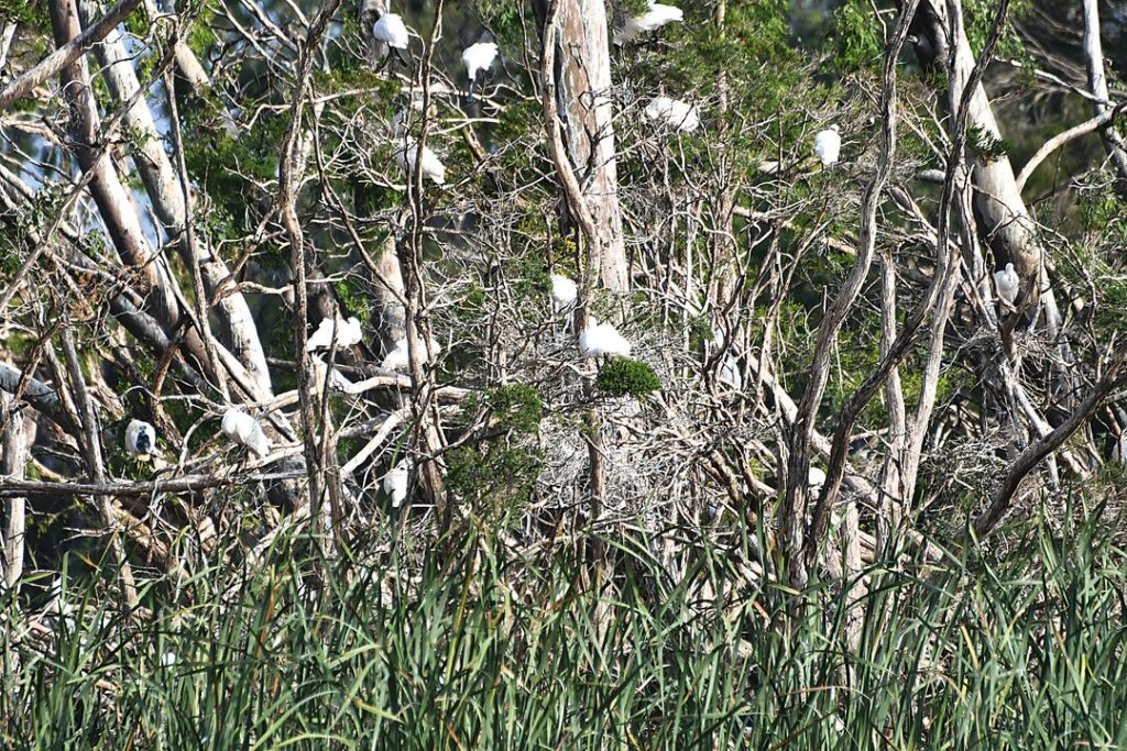 Ibis island eyesore? | Gippsland Times